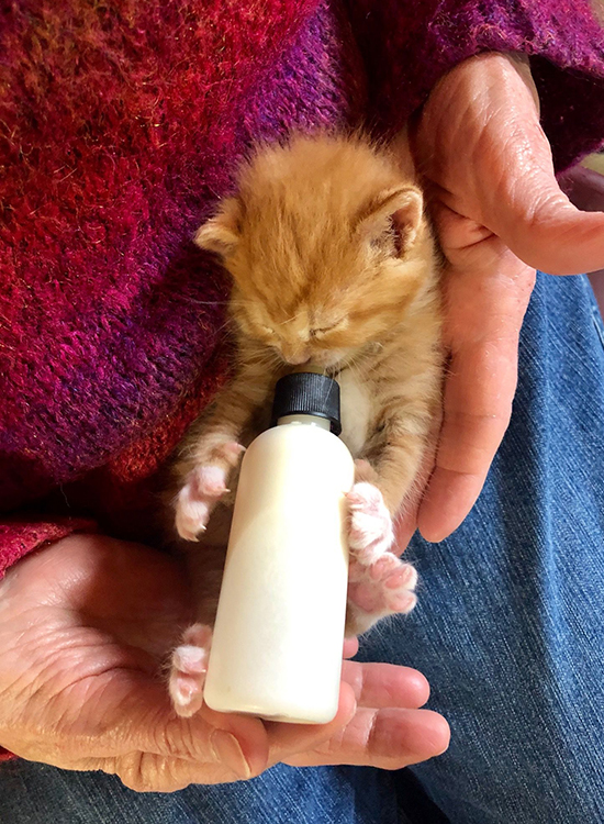 Exotics and Pocket Pets - Vet in Cooperstown | Heritage Vet Clinic