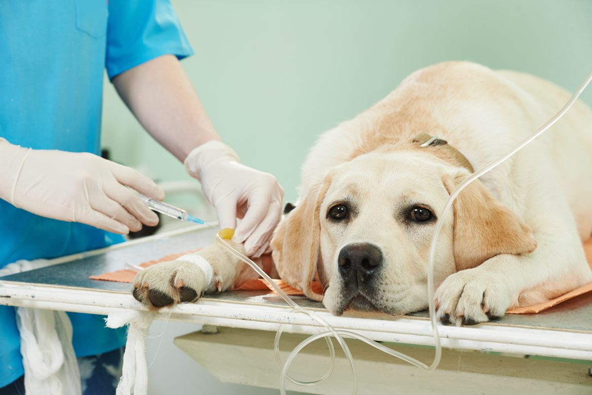 Early Detection of Chronic Kidney Disease in Pets - Heritage Vet Clinic